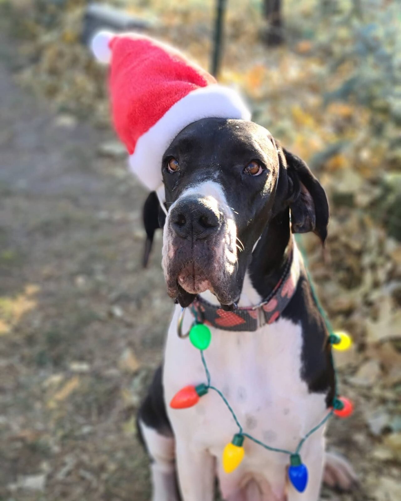 Available Danes - One Dane at a Time