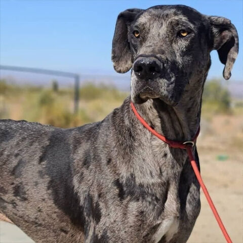 Available Danes - One Dane at a Time