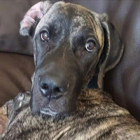 Available Danes - One Dane at a Time