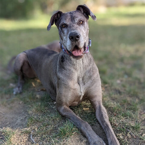 Available Danes - One Dane at a Time