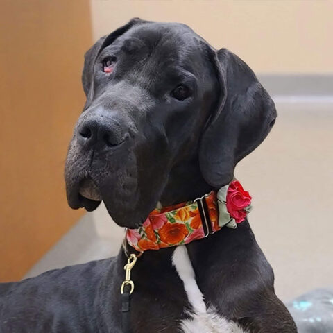 Available Danes - One Dane at a Time