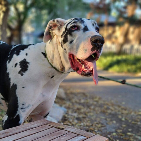 Available Danes - One Dane at a Time