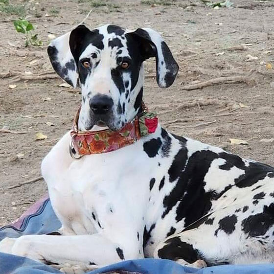 Available Danes - One Dane at a Time