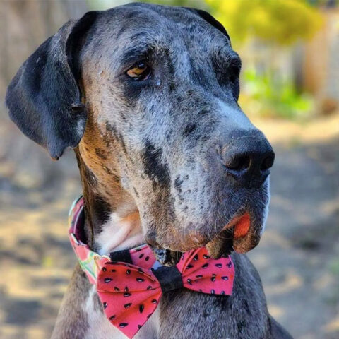 Available Danes - One Dane at a Time