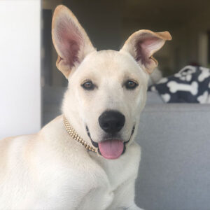 Available Danes - One Dane at a Time