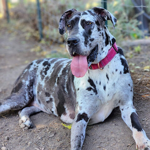 Available Danes - One Dane at a Time