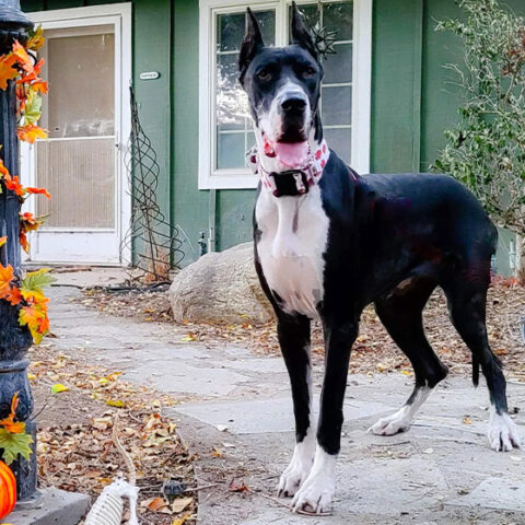 Available Danes - One Dane at a Time