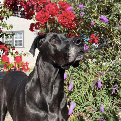 Available Danes - One Dane at a Time