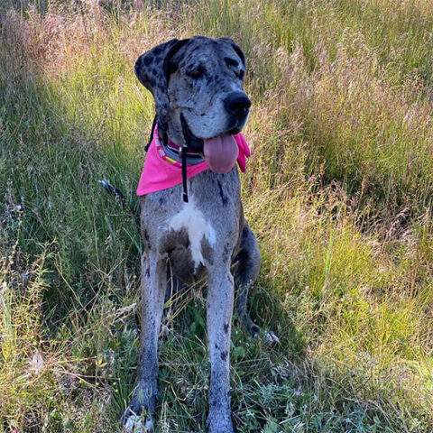 Available Danes - One Dane at a Time