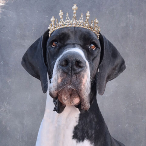 Available Danes - One Dane at a Time