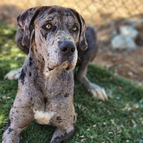 Available Danes - One Dane at a Time