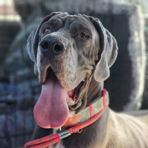 Available Danes - One Dane at a Time