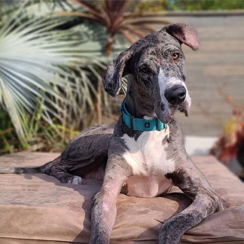 Available Danes - One Dane at a Time