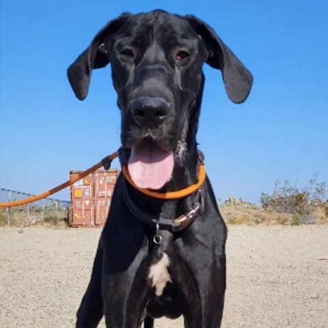 Available Danes - One Dane at a Time