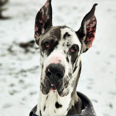 Available Danes - One Dane at a Time