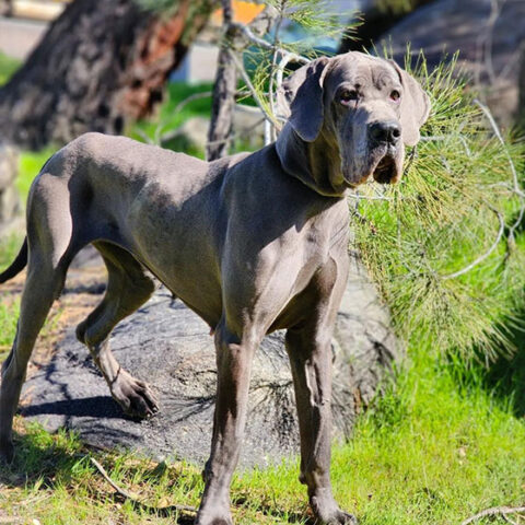 Available Danes - One Dane at a Time