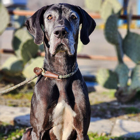 Available Danes - One Dane at a Time