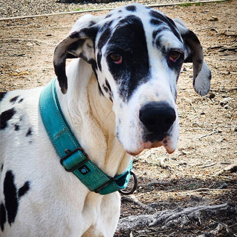 Available Danes - One Dane at a Time