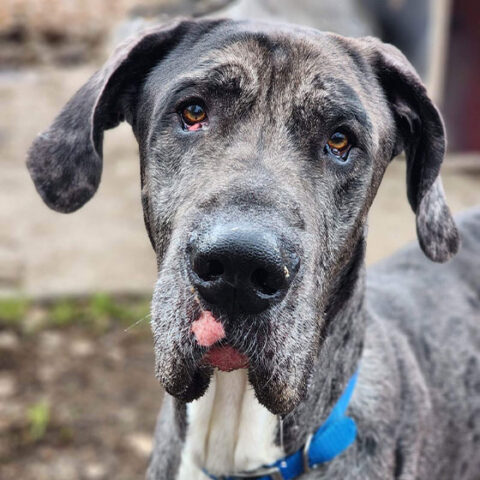 Available Danes - One Dane at a Time