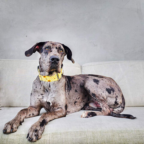 Available Danes - One Dane at a Time