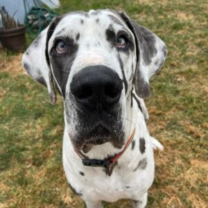 Available Danes - One Dane at a Time