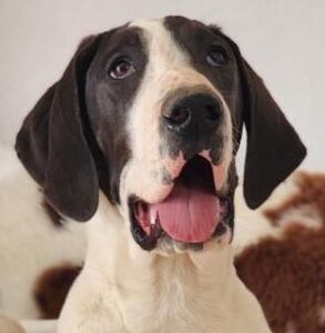 Available Danes - One Dane at a Time