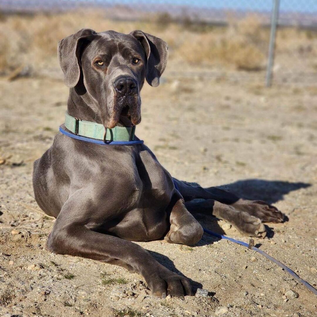 Available Danes - One Dane at a Time