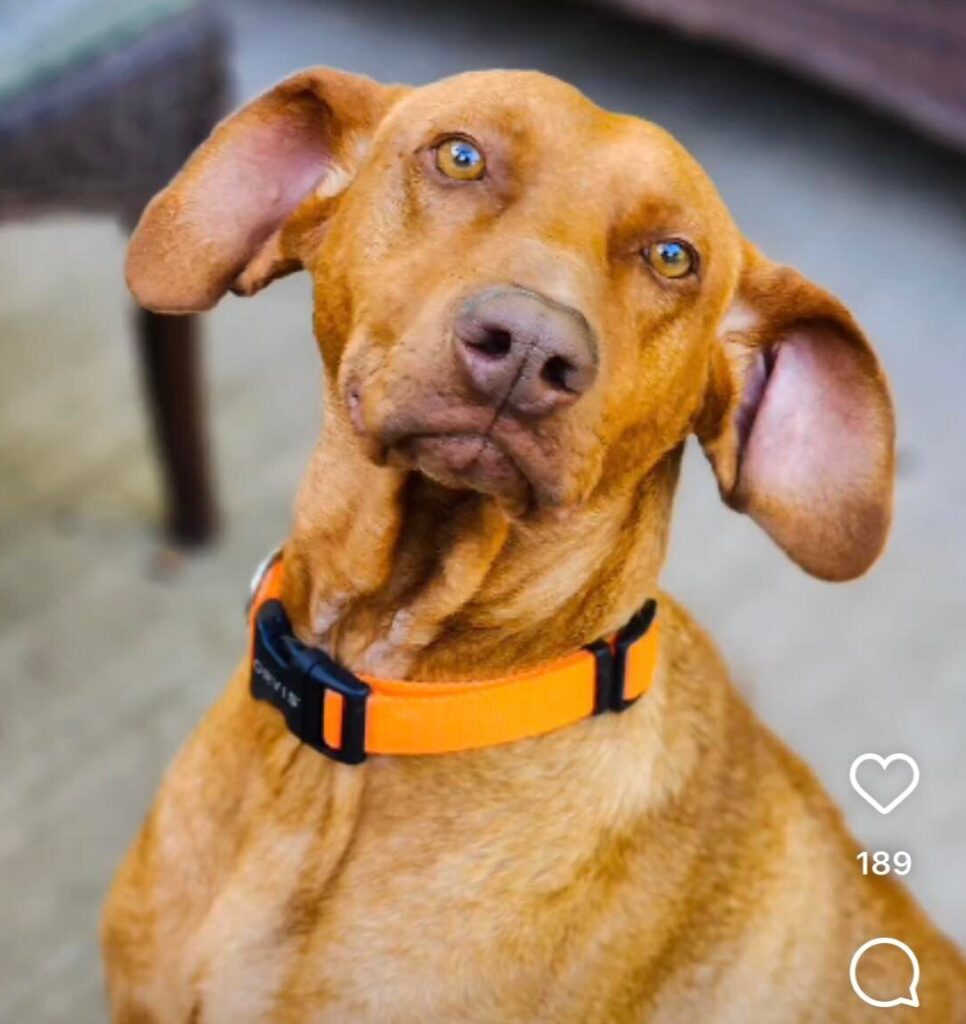 Available Danes - One Dane at a Time