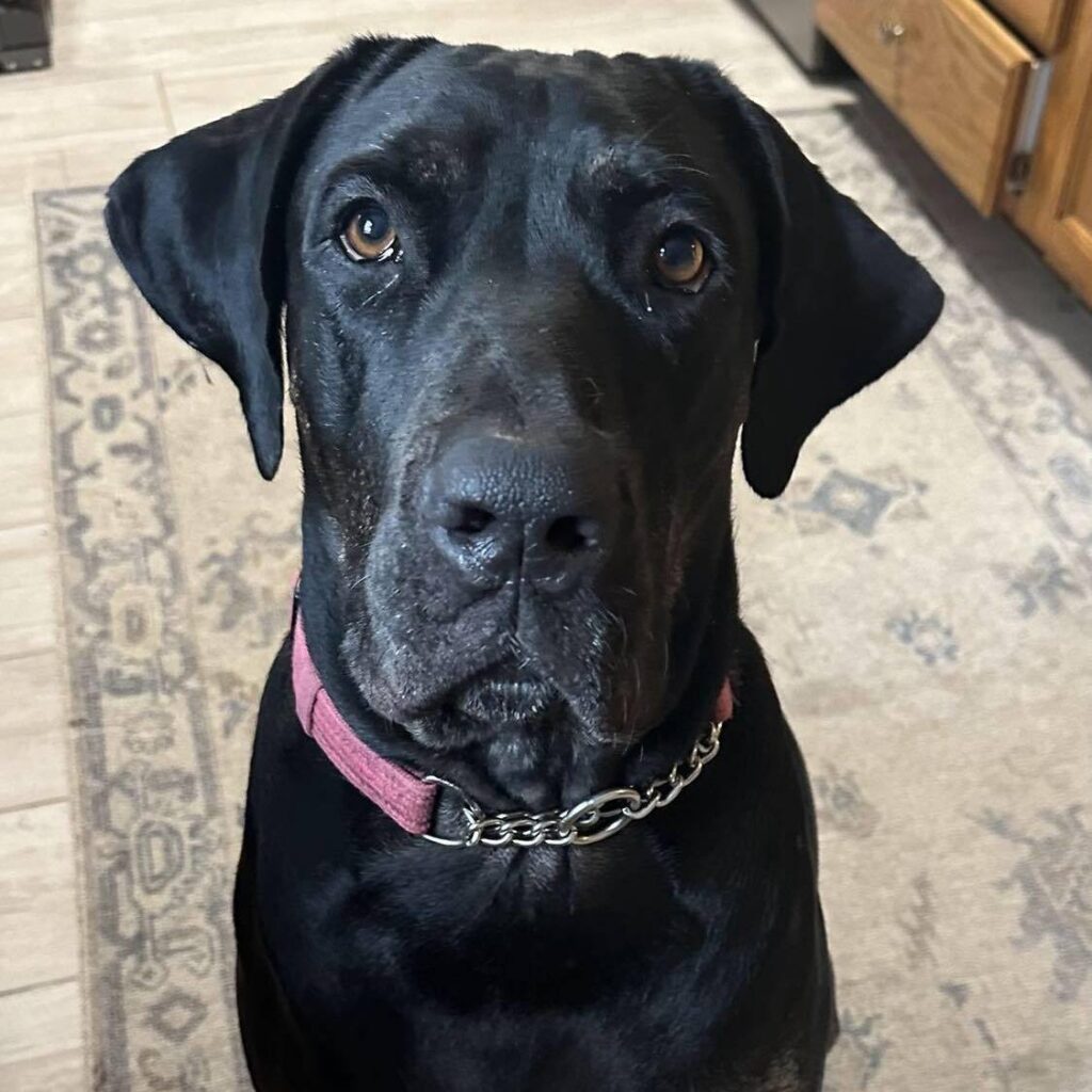 Available Danes - One Dane at a Time