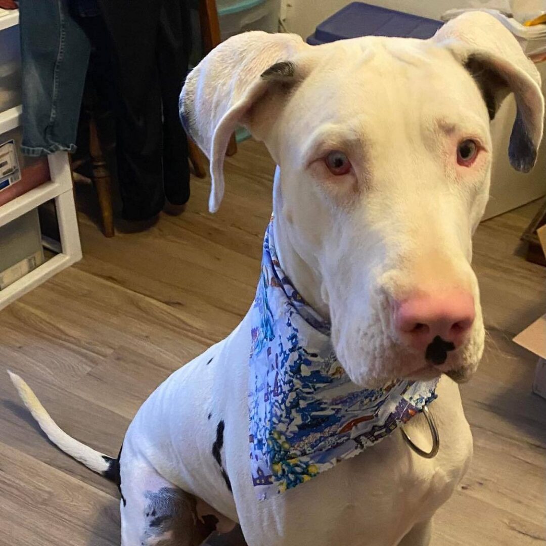 Available Danes - One Dane at a Time