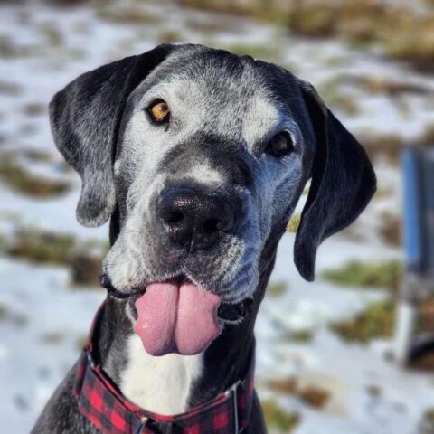 Available Danes - One Dane at a Time