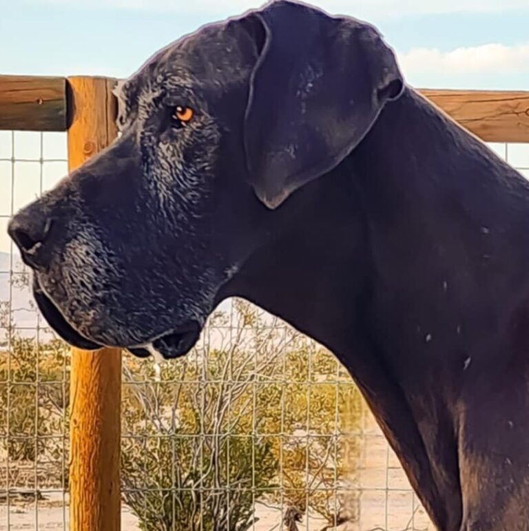 Available Danes - One Dane at a Time