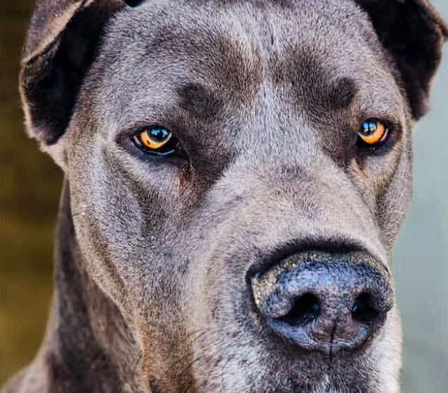 Available Danes - One Dane at a Time