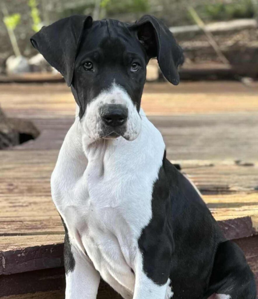 Available Danes - One Dane at a Time