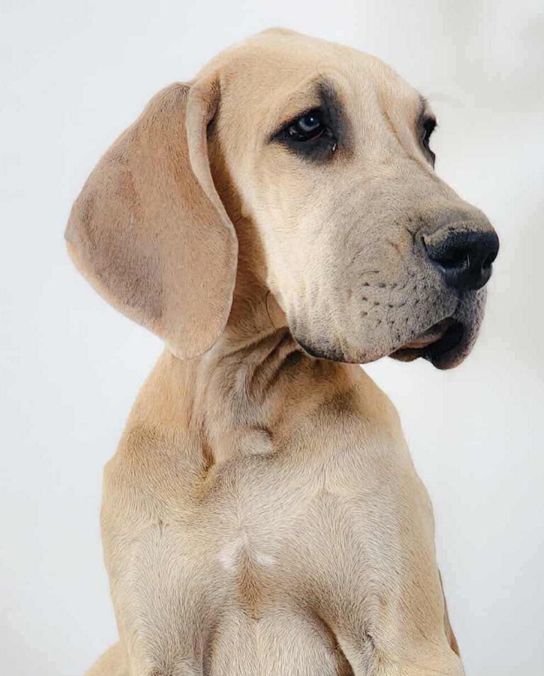 Available Danes - One Dane at a Time