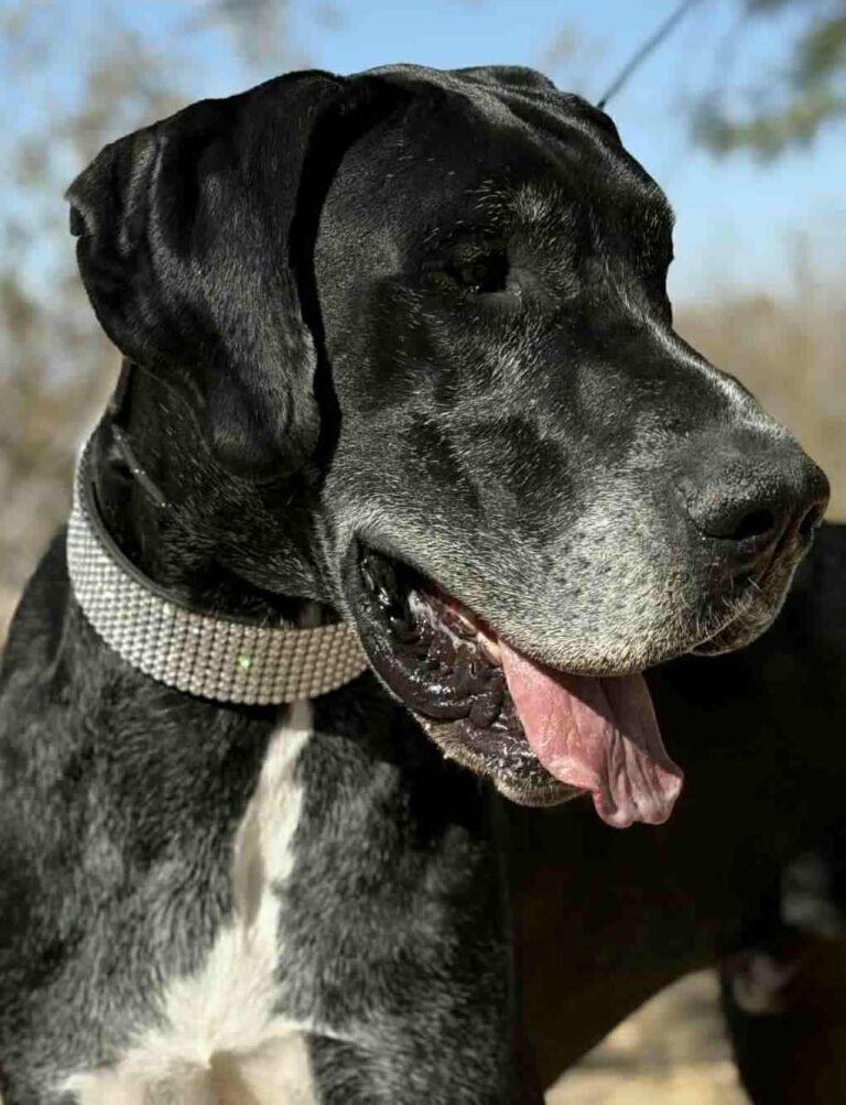 Available Danes - One Dane at a Time