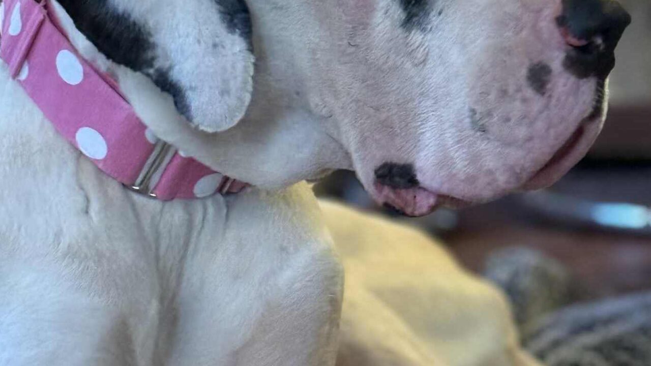 Available Danes - One Dane at a Time