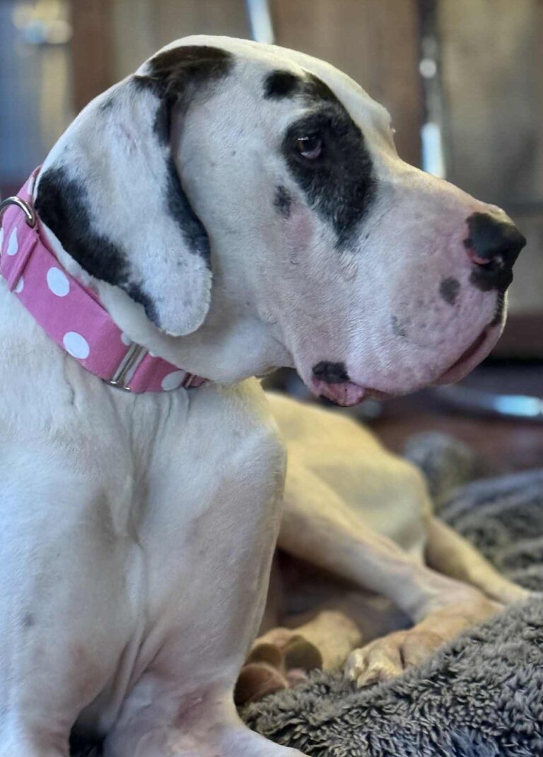 Available Danes - One Dane at a Time