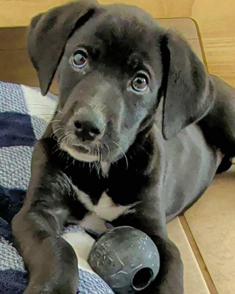 Available Danes - One Dane at a Time